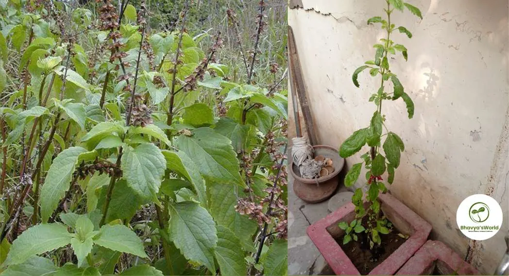 Benefits of Tulsi : Exploring the Health Advantages of Holy Basil ...