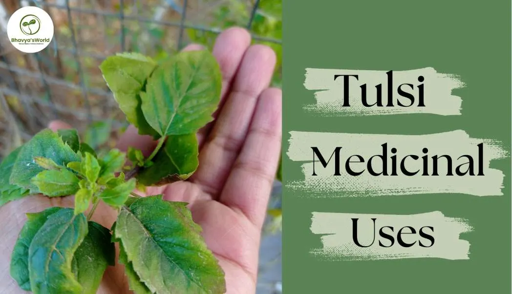 Tulsi Medicinal Uses: How This Powerful Herb Boost Immunity?