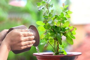 Types of Tulsi: Understanding the Different Varieties of Holy Basil.