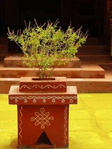 Types of Tulsi: Understanding the Different Varieties of Holy Basil.